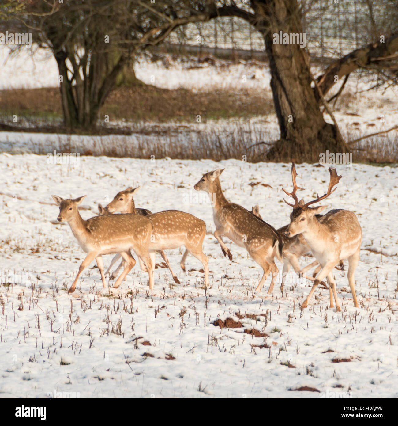 A herd of fallow deer in the snowy grounds of Ashton Court near Bristol ...