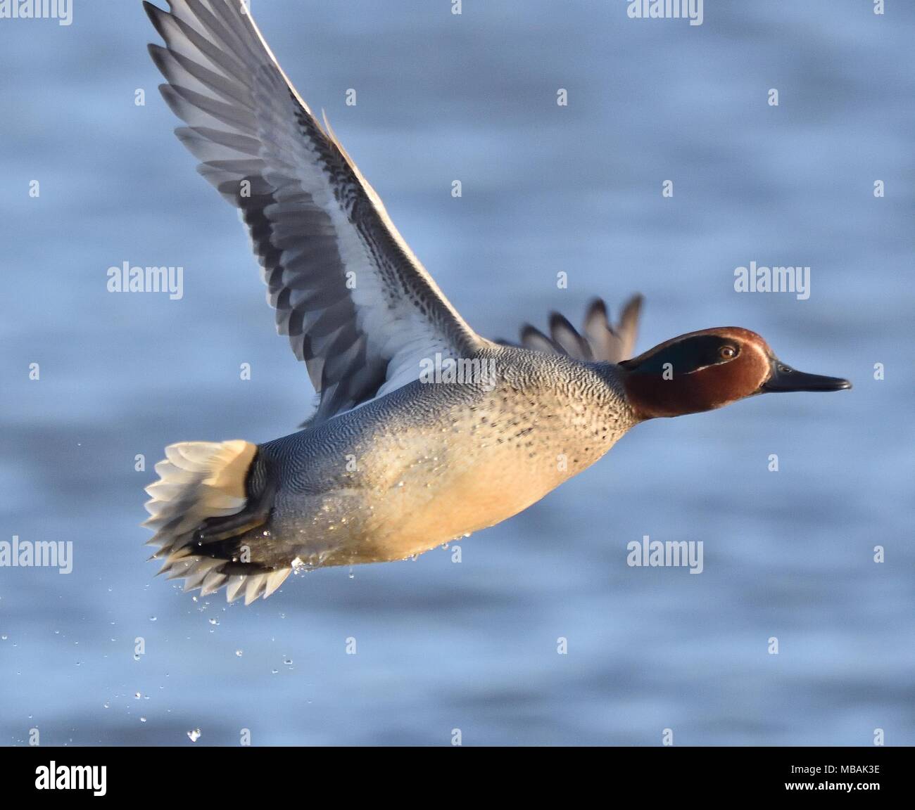 Teal in flight Stock Photo - Alamy
