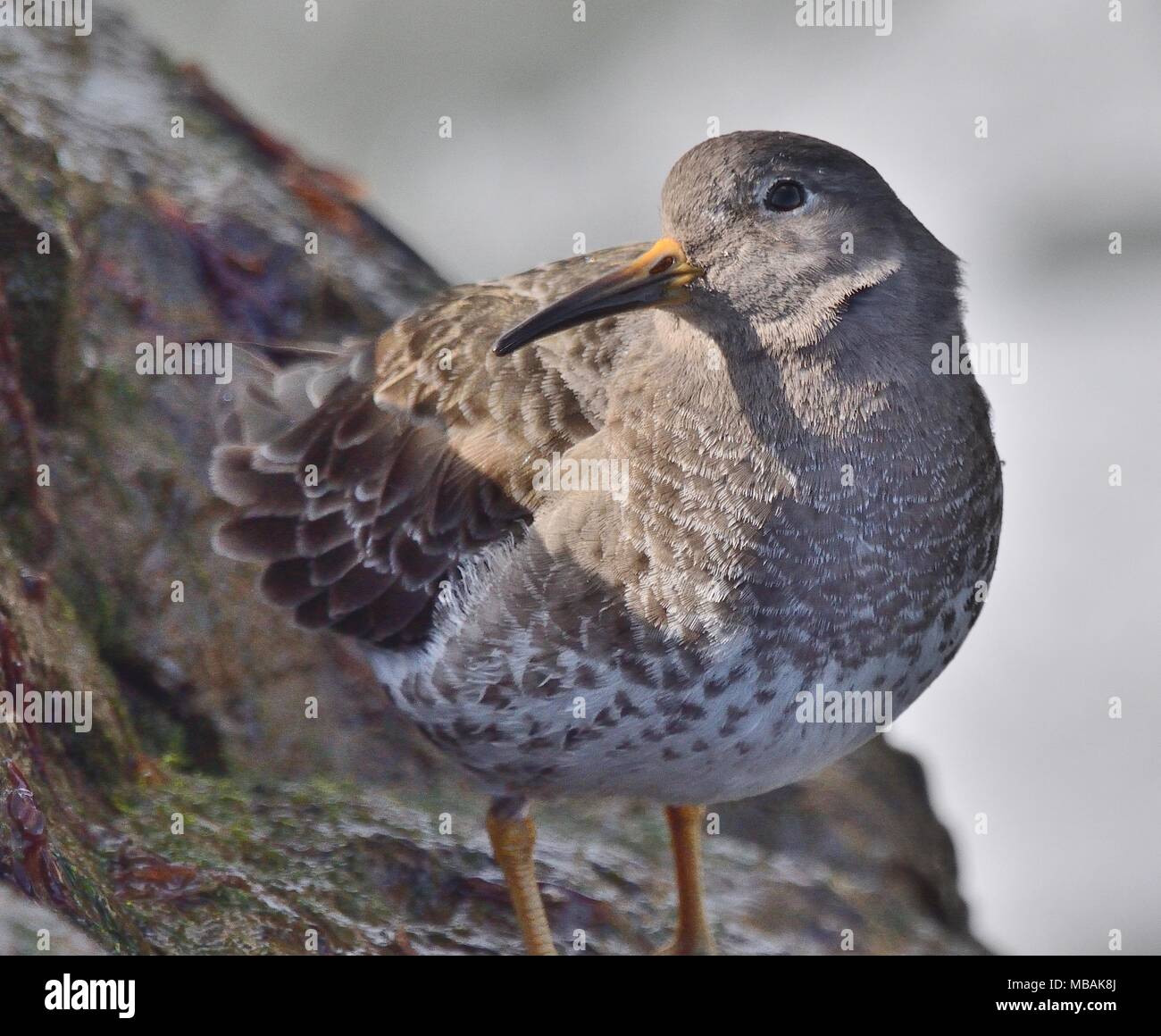 Shore birds of west cumbria hi-res stock photography and images - Alamy