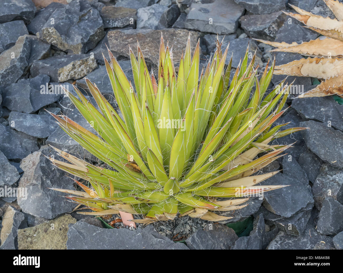 Agave toumeyana in Dunedin Botanic Garden, New Zealand Stock Photo - Alamy