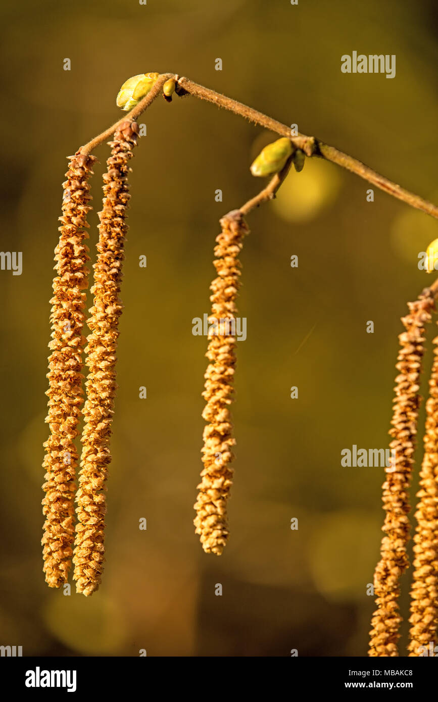 Hazelnut blossom in Germany in springtime Stock Photo - Alamy