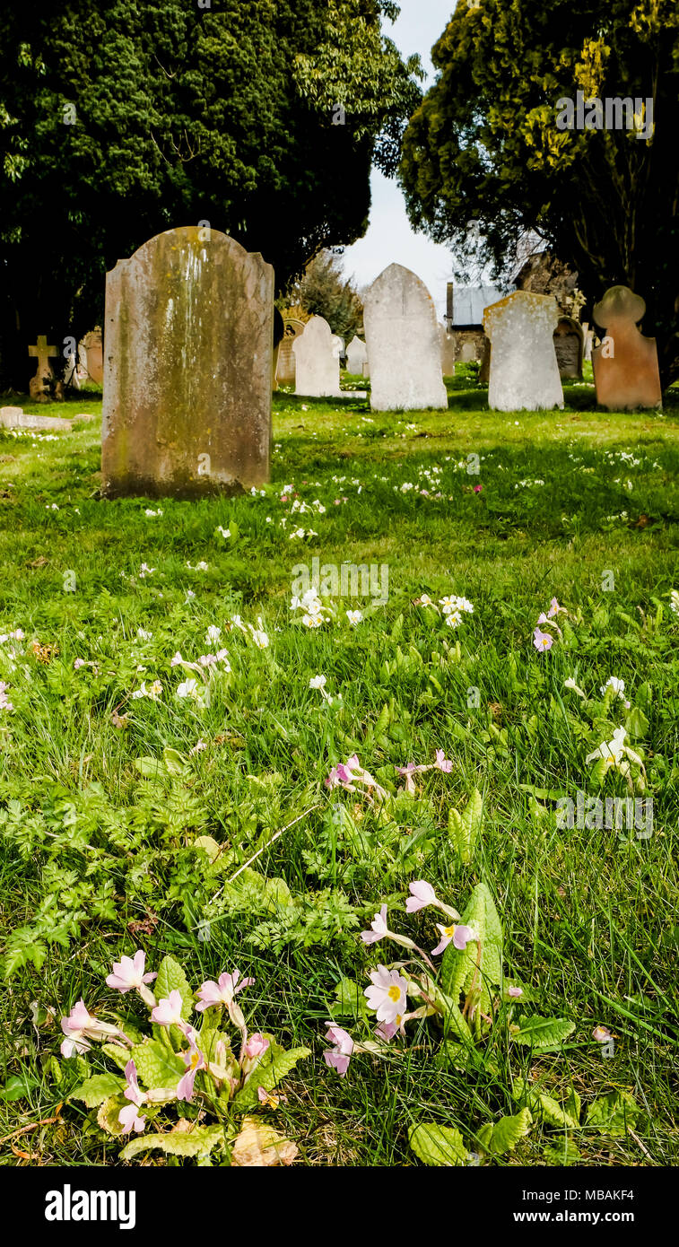 Tree amongst gravestones hi-res stock photography and images - Alamy