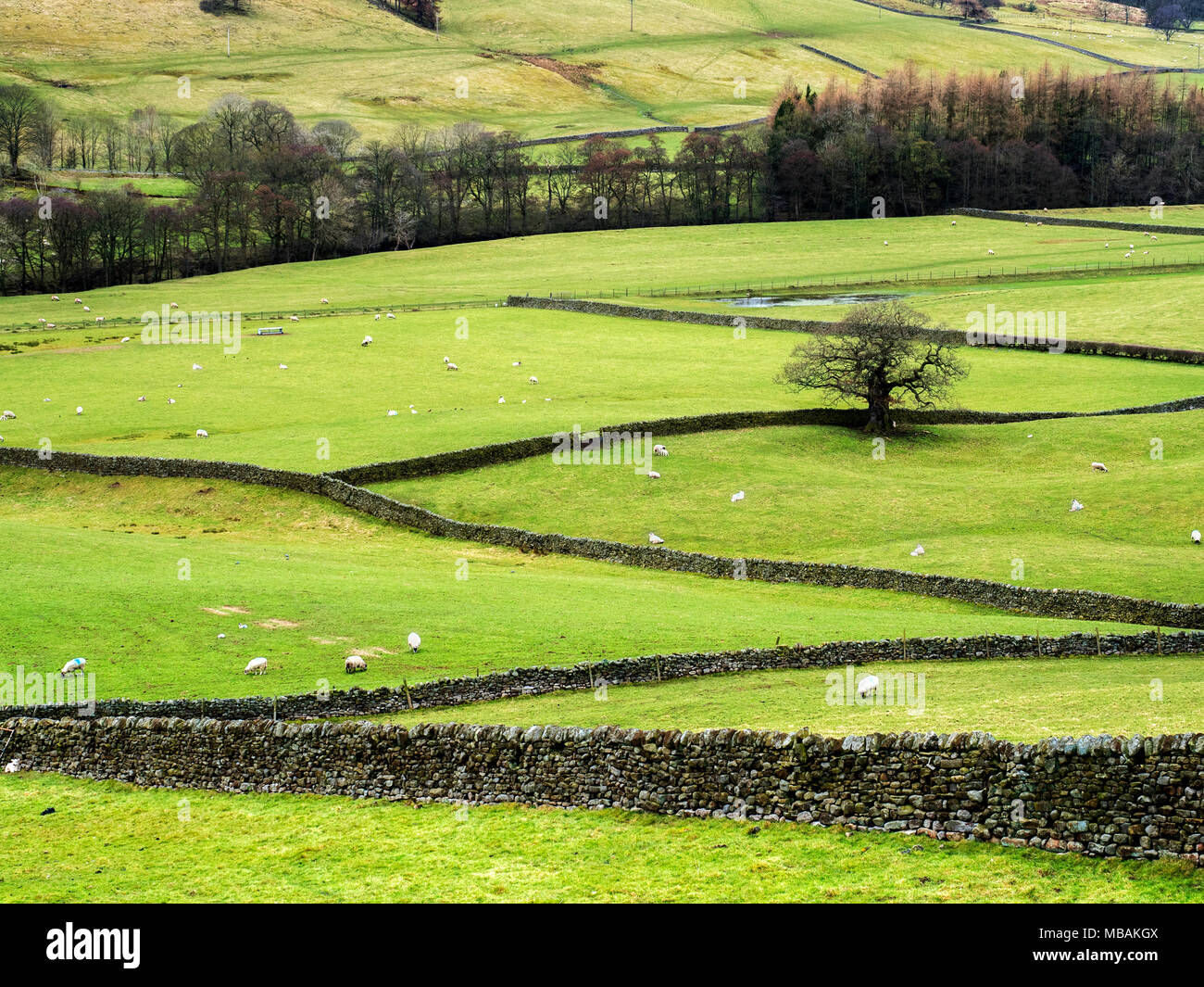 Dry Stone Walls in Nidderdale from Wath Road near Pateley Bridge North ...