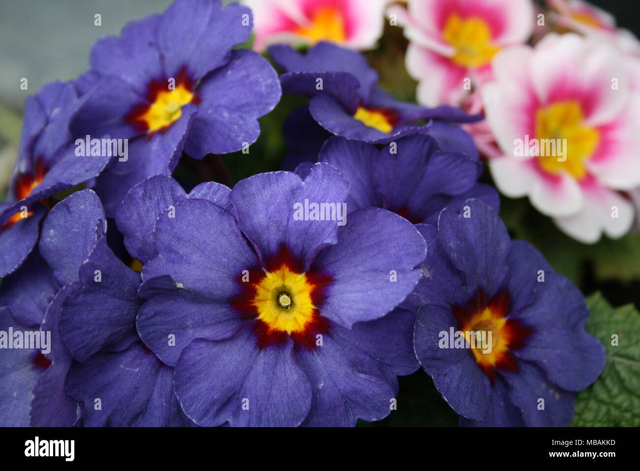Purple primrose hi-res stock photography and images - Alamy
