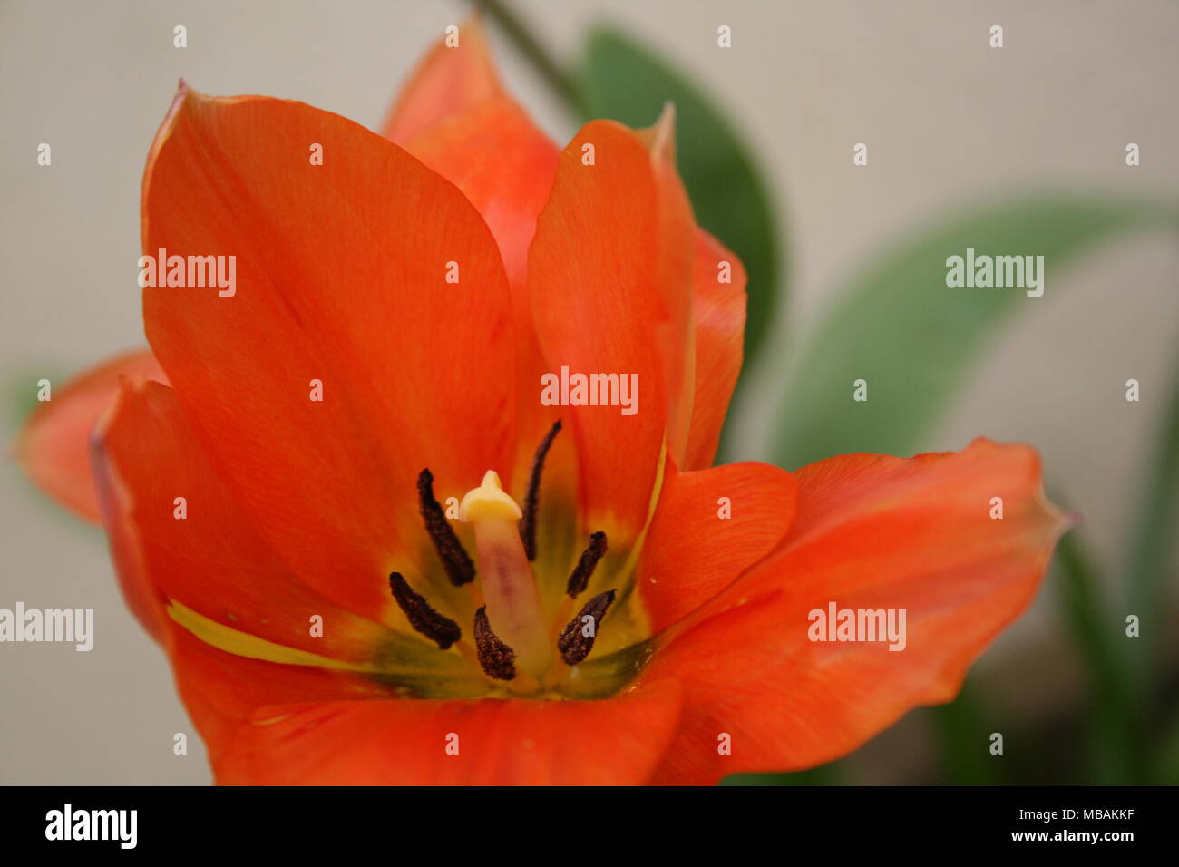 Fire lily hi-res stock photography and images - Alamy