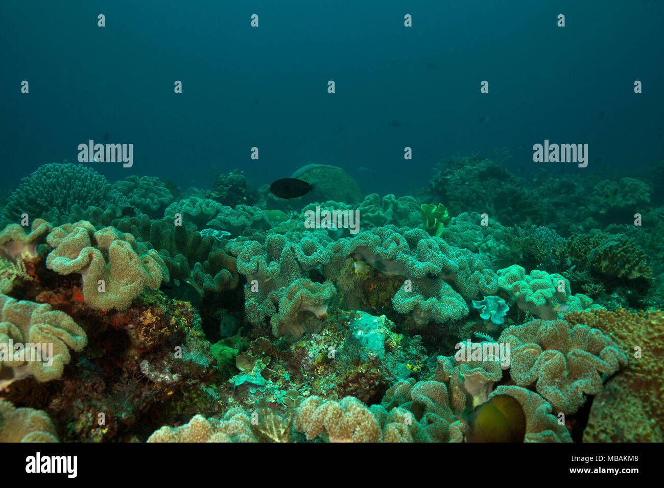 Beautiful soft corals in the Ceram sea, Raja Ampat, West Papua ...