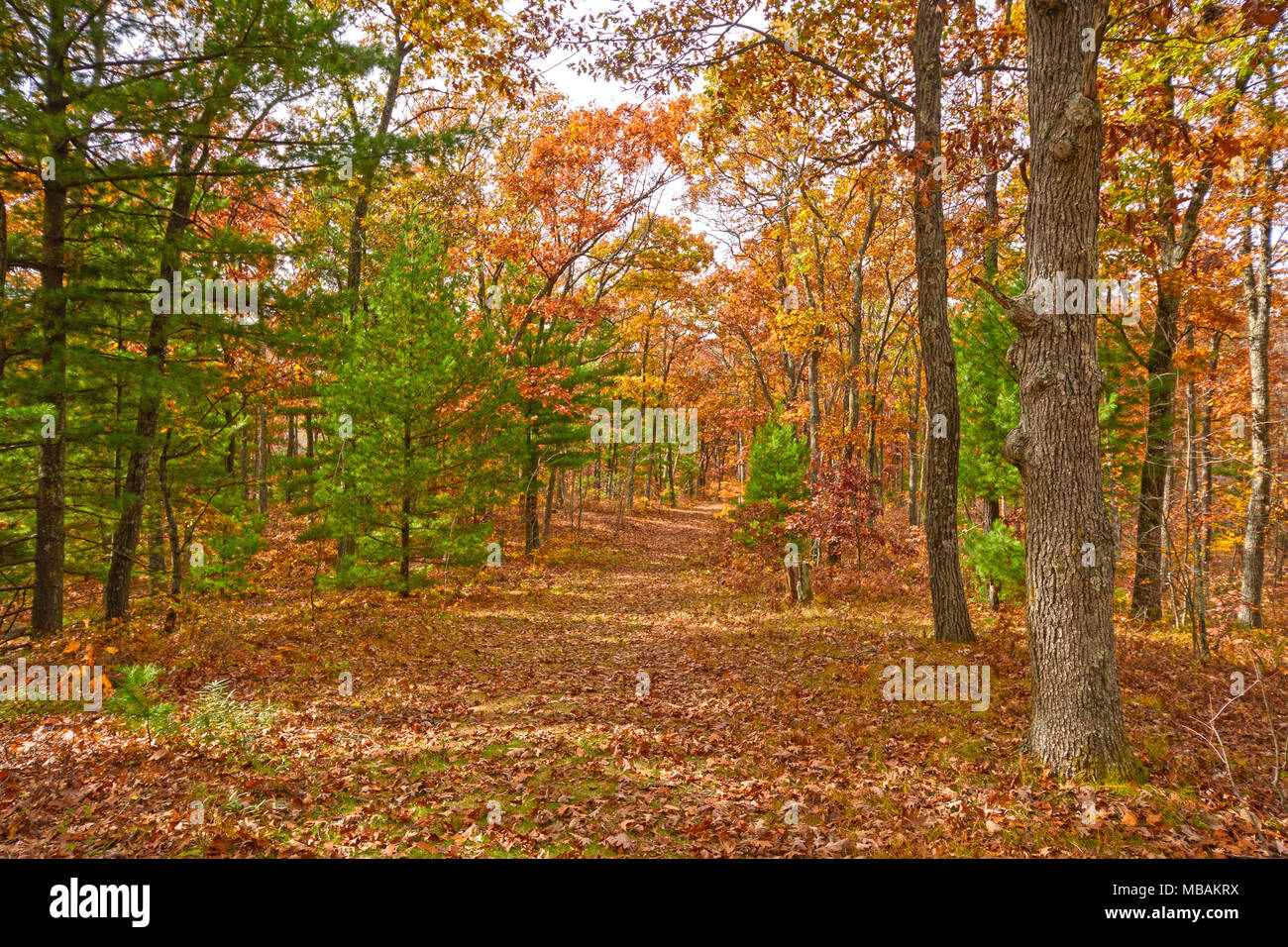Fall Colors in a MIxed Forest in Black River State Forest in Wisconsin ...
