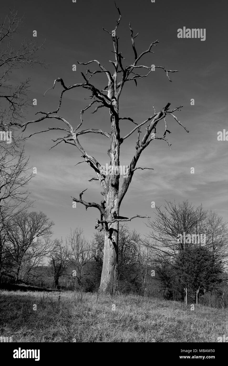 Tree landscape Black N white Stock Photo - Alamy
