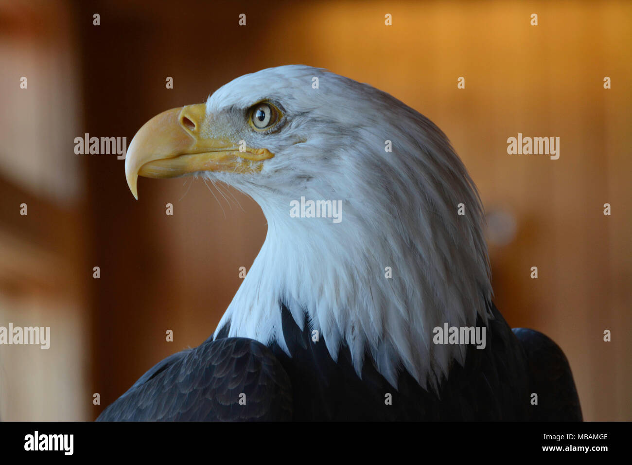 Alaskan bald eagle Stock Photo - Alamy