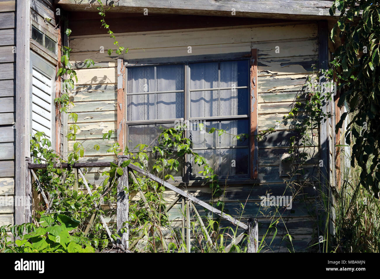 rustic rural abandoned home with peeling paint, overgrown vegetation ...