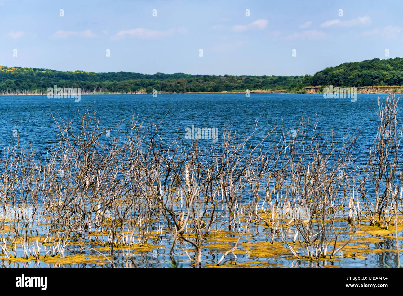 Drought forest swamp hi-res stock photography and images - Alamy