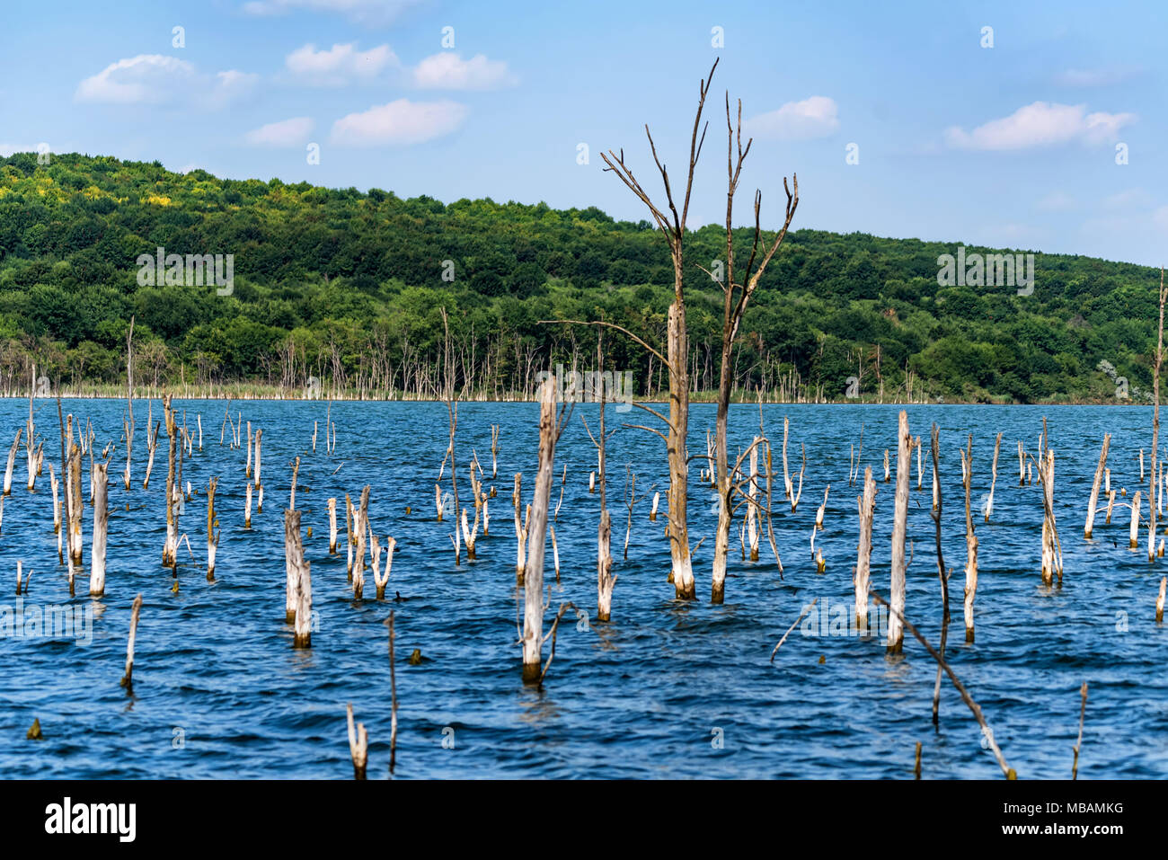 Small dry trees growing in lake summer landscape Stock Photo - Alamy