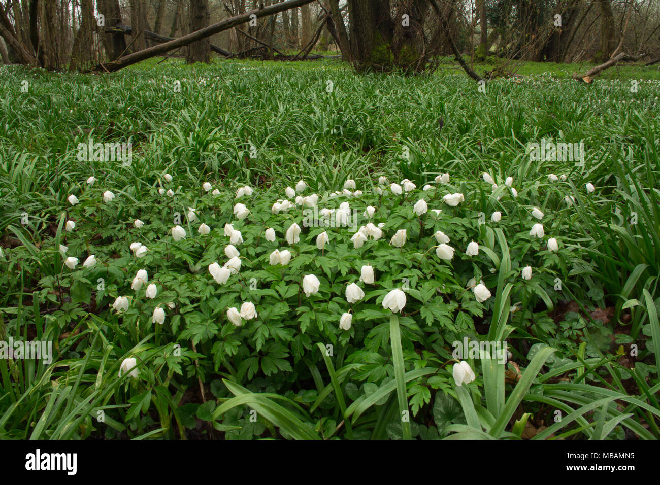 Wood anemones (Anemone nemorosa) in Spring in ancient woodland in ...