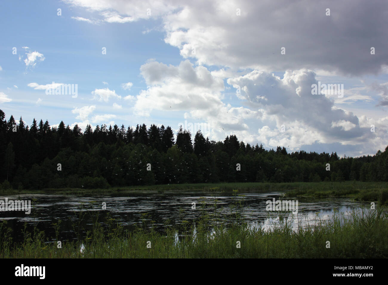 beautiful lake landscape with trees and herbs Stock Photo - Alamy