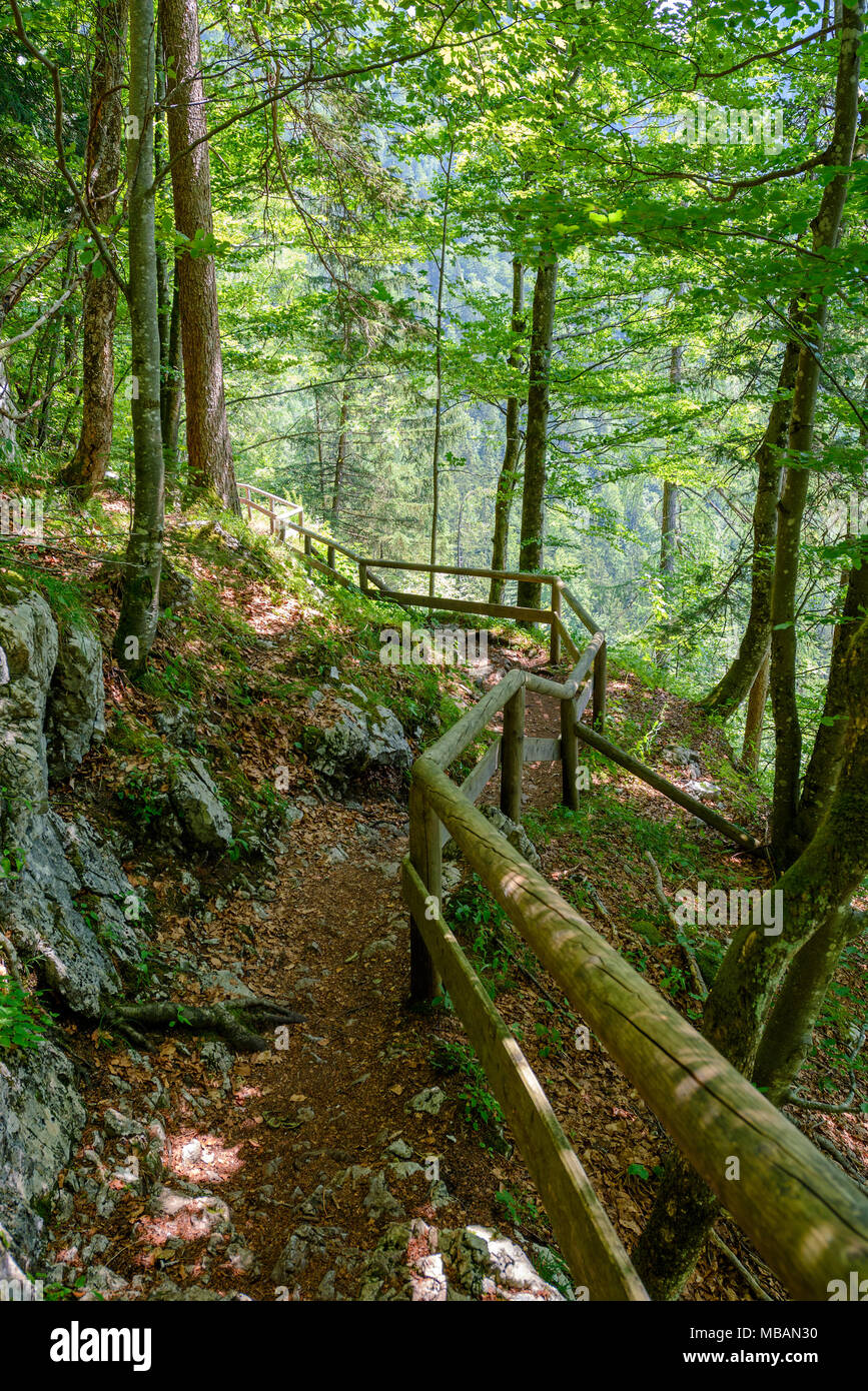 Fenced footpath on a hill in alpine forest Stock Photo - Alamy