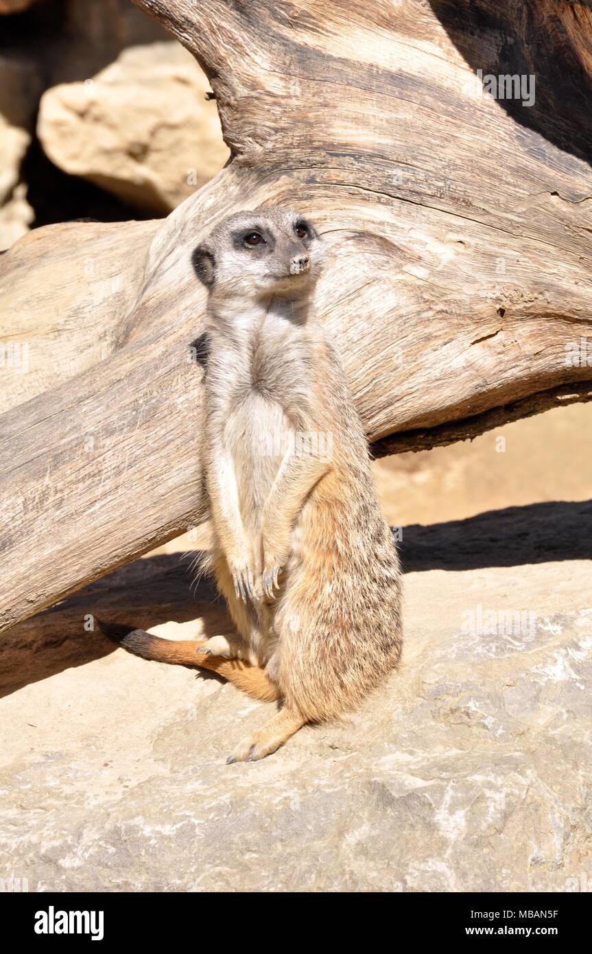 Zoo of frankfurt zoo hi-res stock photography and images - Alamy