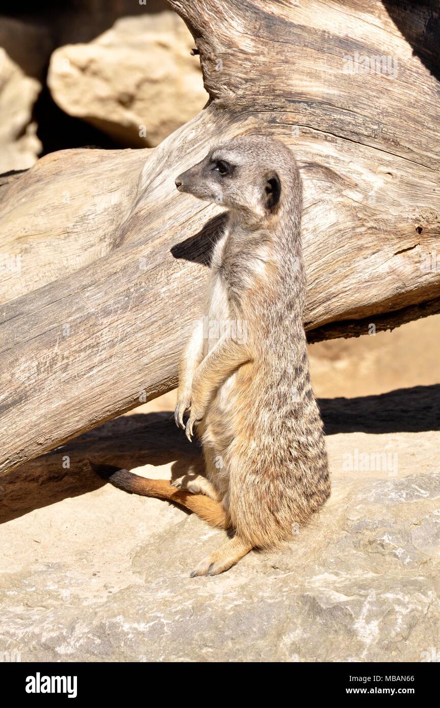 Zoo of frankfurt zoo hi-res stock photography and images - Alamy