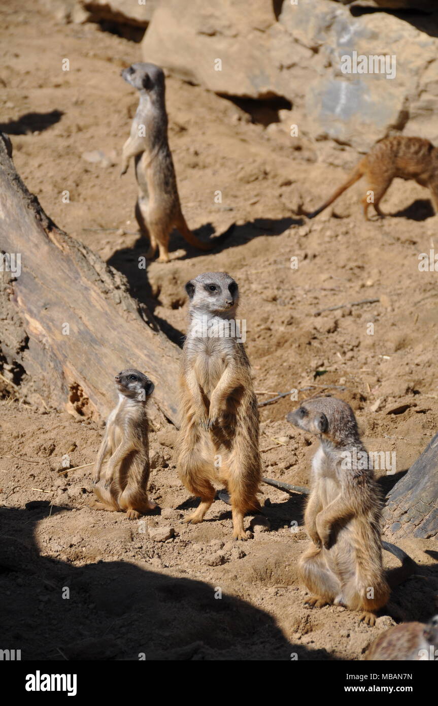 Zoo of frankfurt zoo hi-res stock photography and images - Alamy