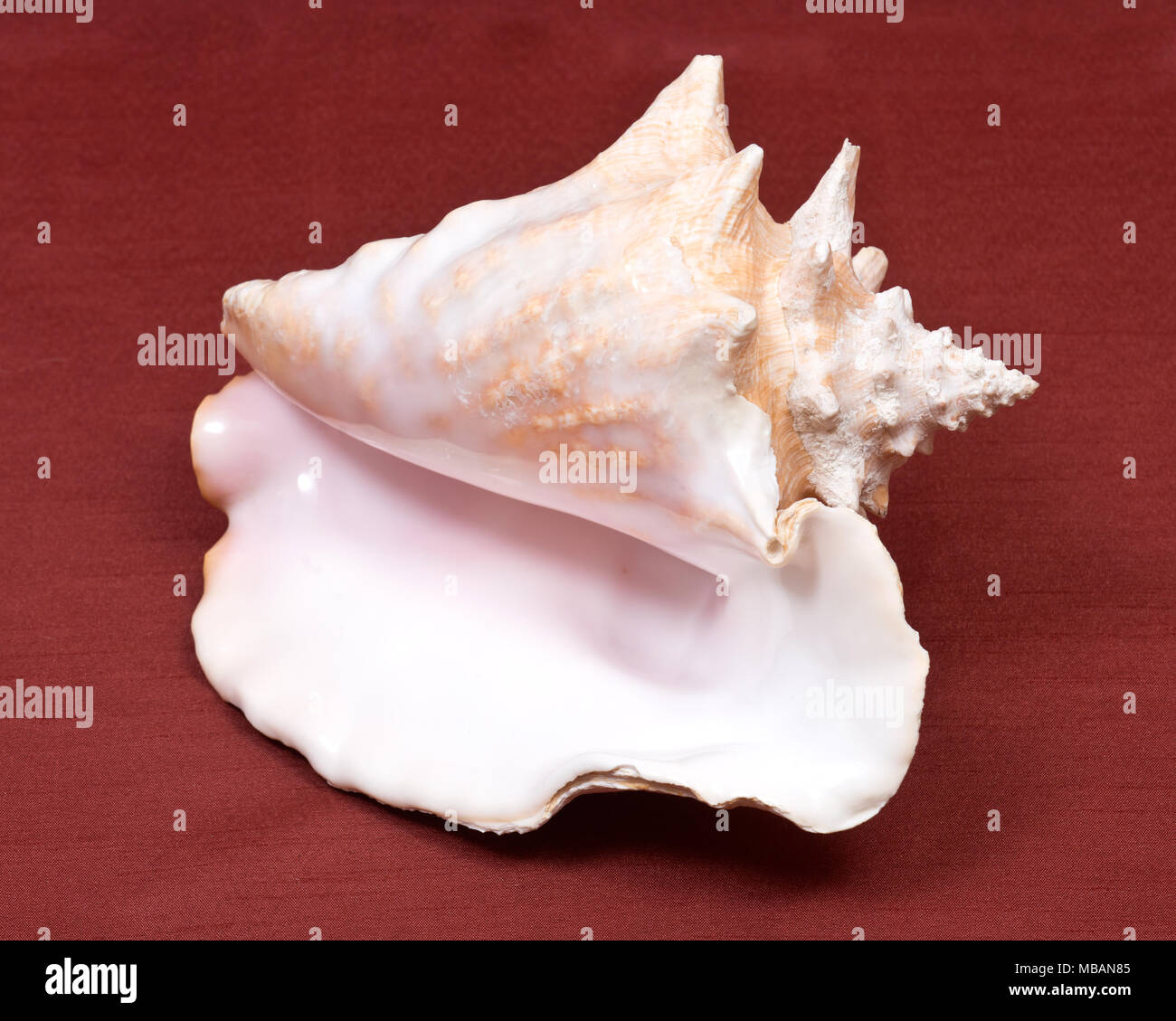 Large pink queen conch seashell on red fabric background Stock Photo ...