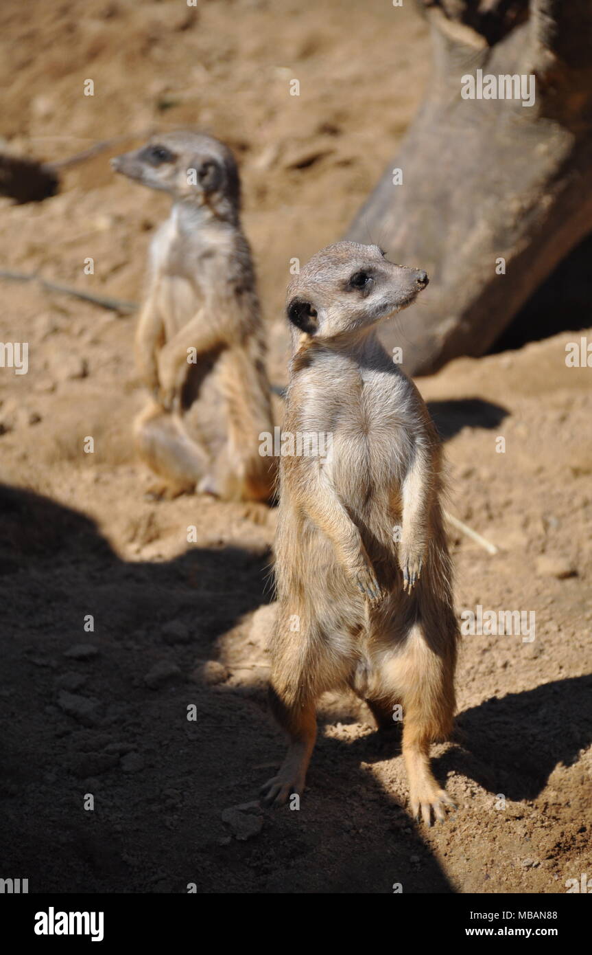 Zoo of frankfurt zoo hi-res stock photography and images - Alamy