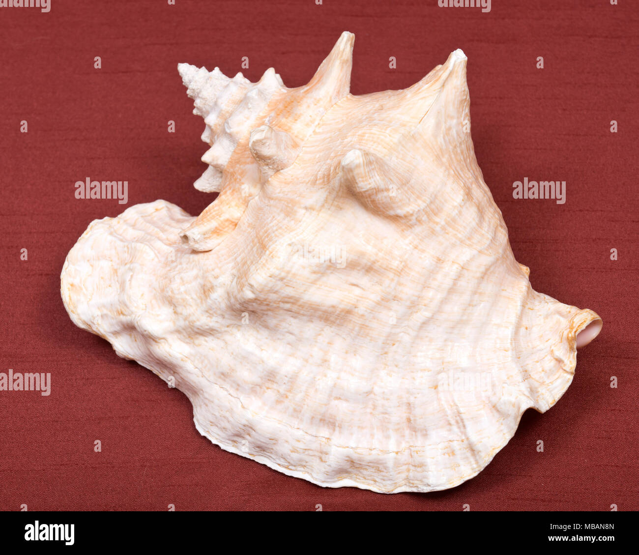 Large pink queen conch seashell on red fabric background Stock Photo ...