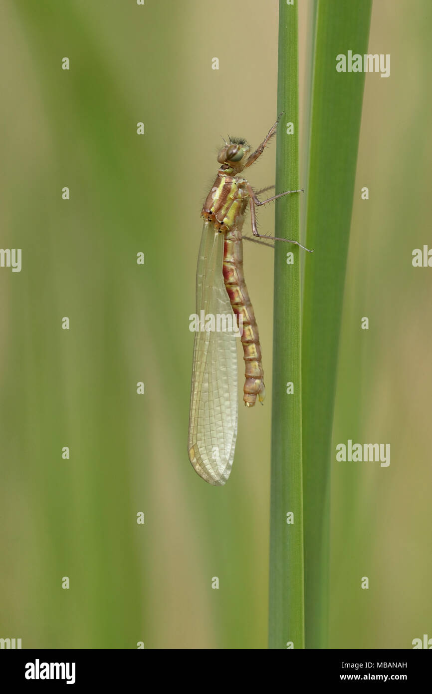 Dragonfly Emergence Sequence High Resolution Stock Photography and ...