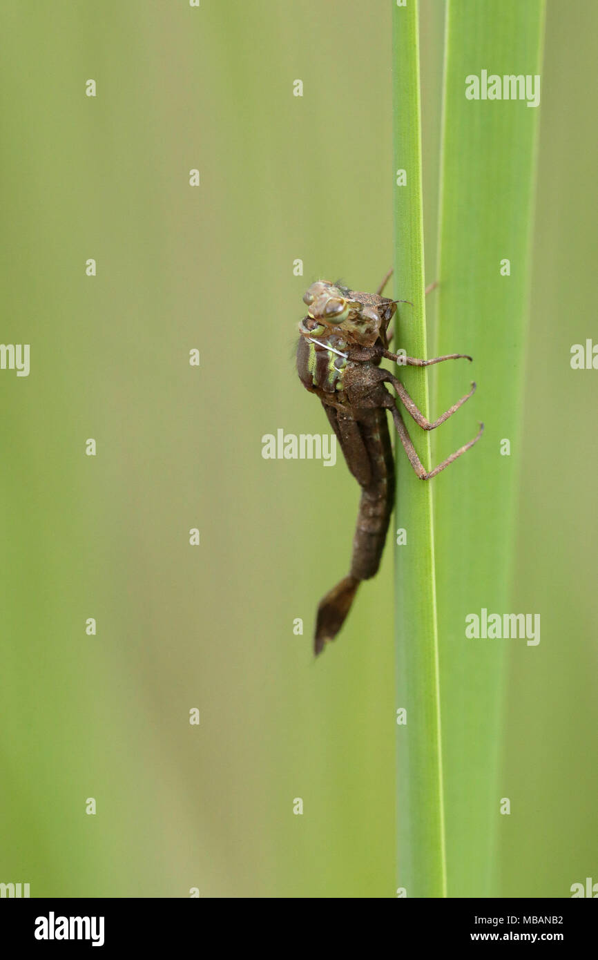 Dragonfly emergence sequence hi-res stock photography and images - Alamy