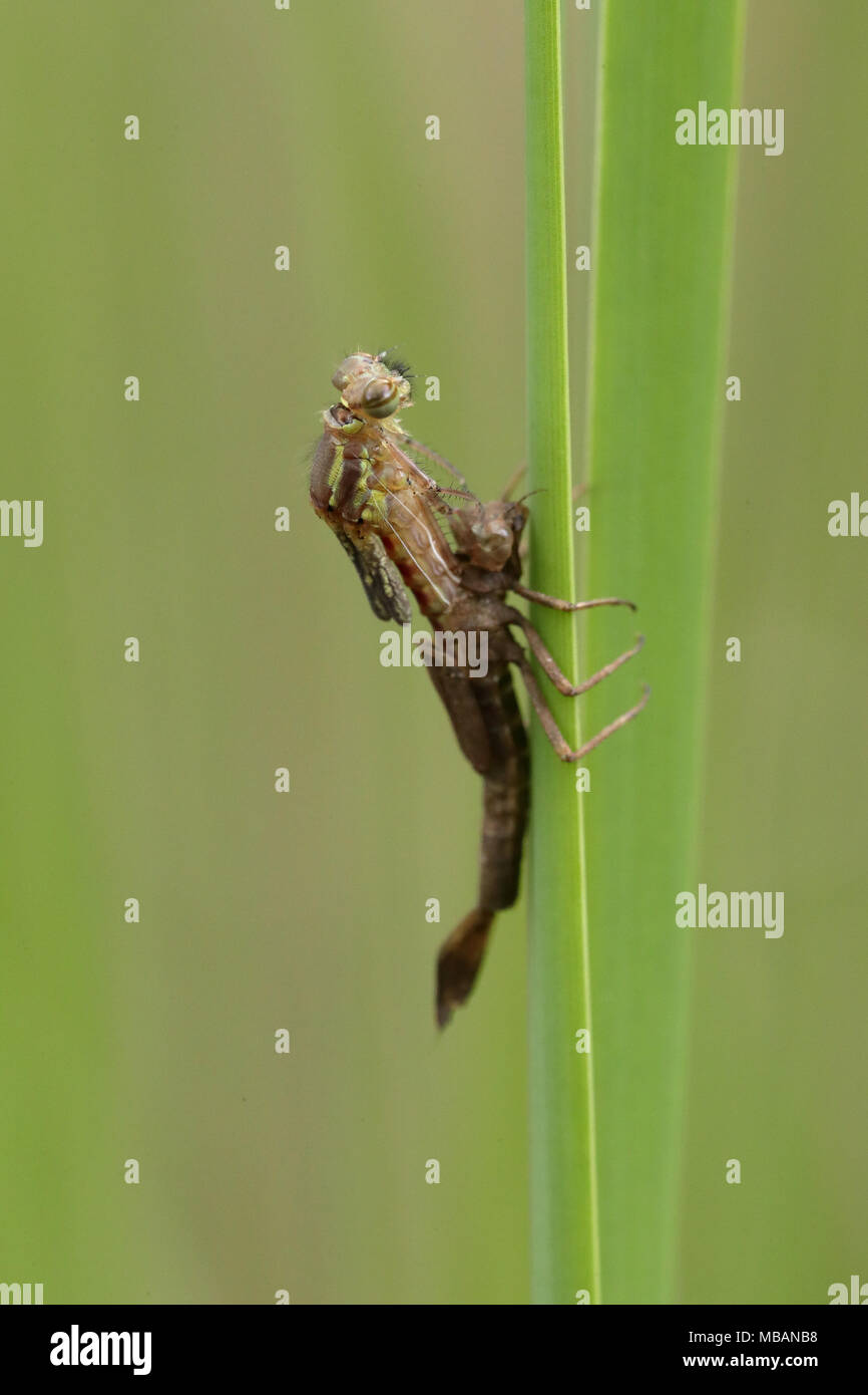 Spring insects hi-res stock photography and images - Alamy
