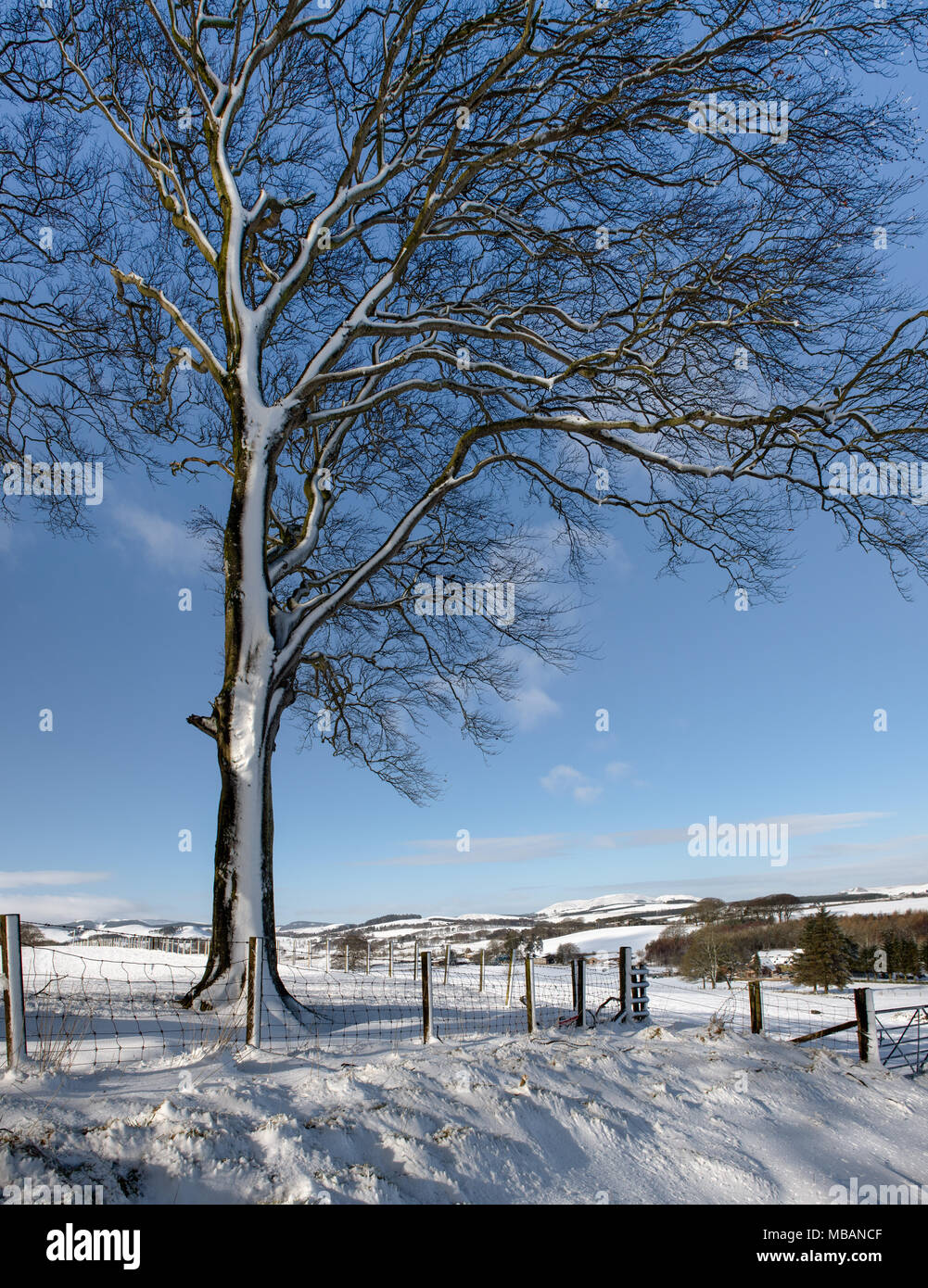 Winter landscape in scottish hi-res stock photography and images - Alamy