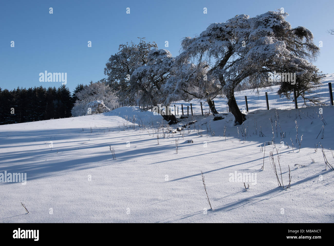Winter above Romanno Bridge in the Scottish Borders Stock Photo - Alamy