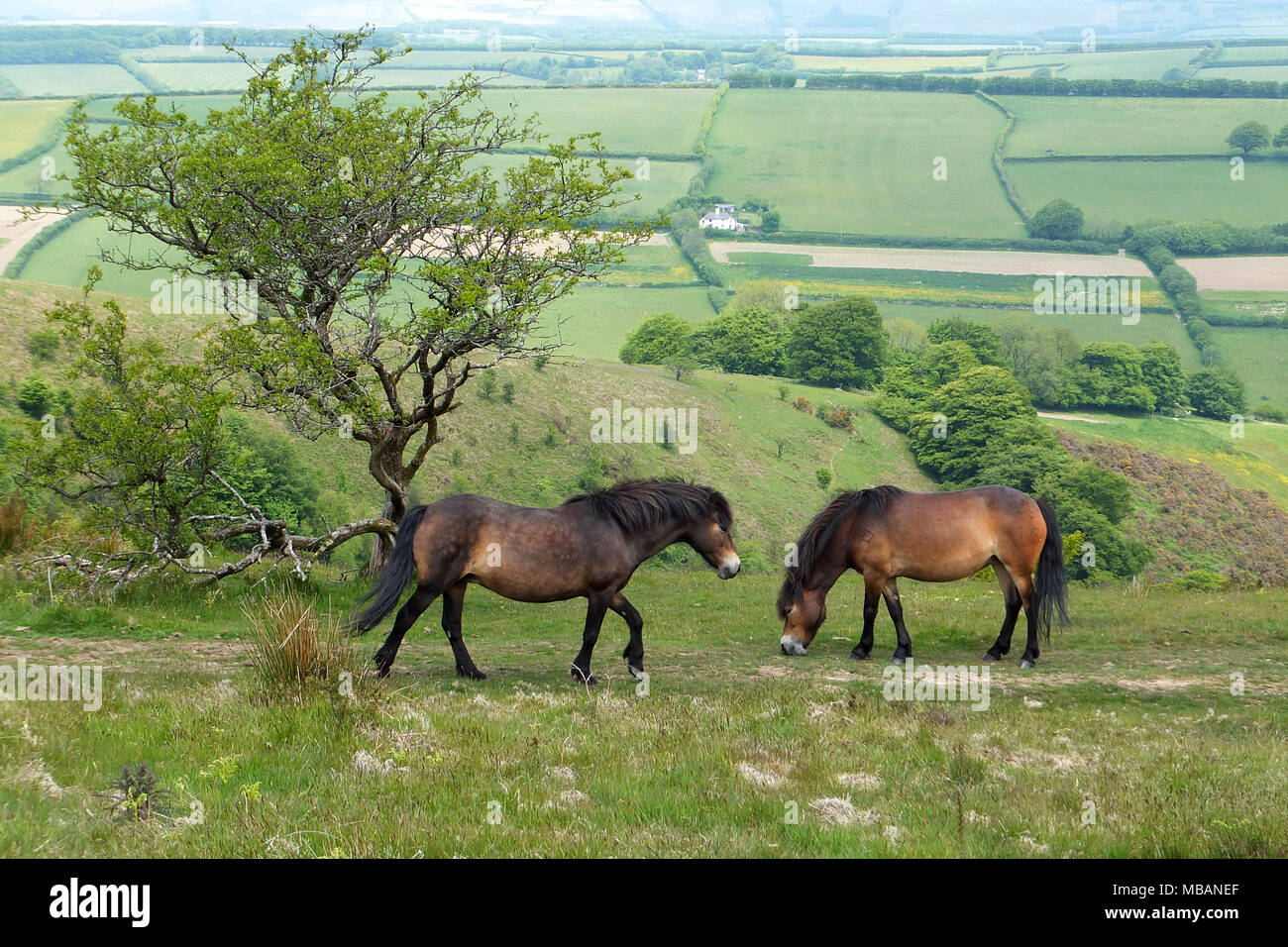 Celtic pony breed hi-res stock photography and images - Alamy