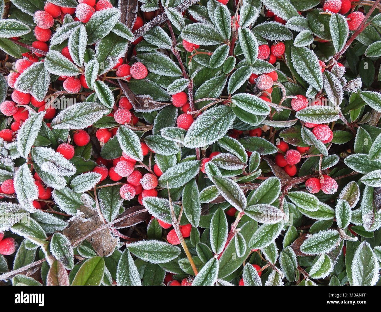 Frost on leaves and red berries Stock Photo - Alamy