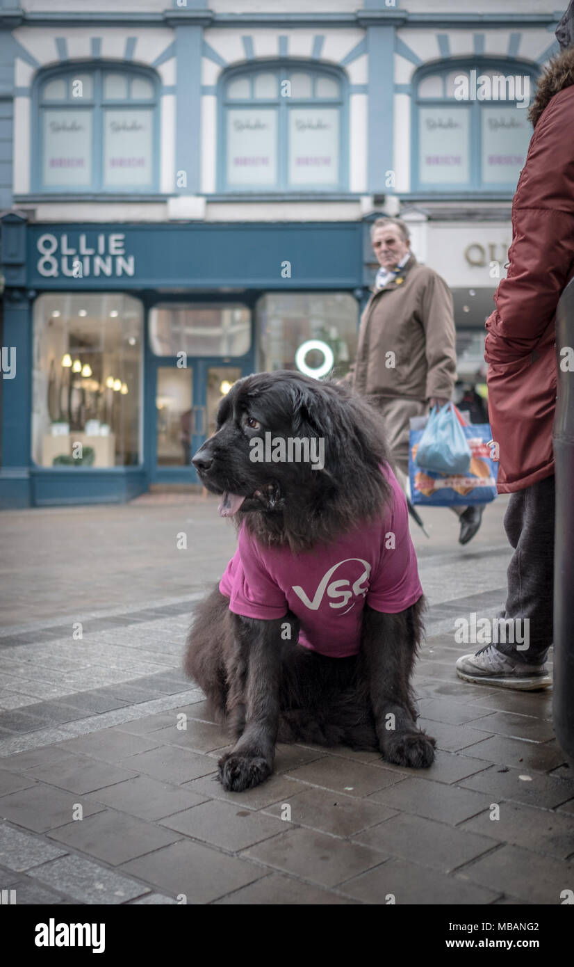 Charity dog hi-res stock photography and images - Alamy