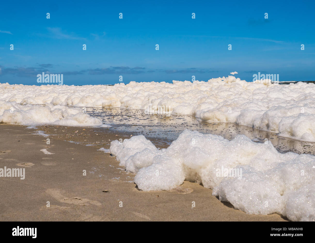 Foam algae hi-res stock photography and images - Alamy