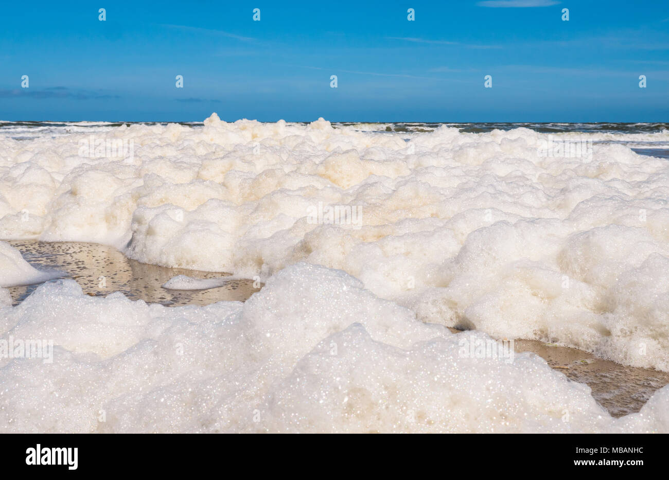 Foam algae along the Dutch coast Stock Photo - Alamy