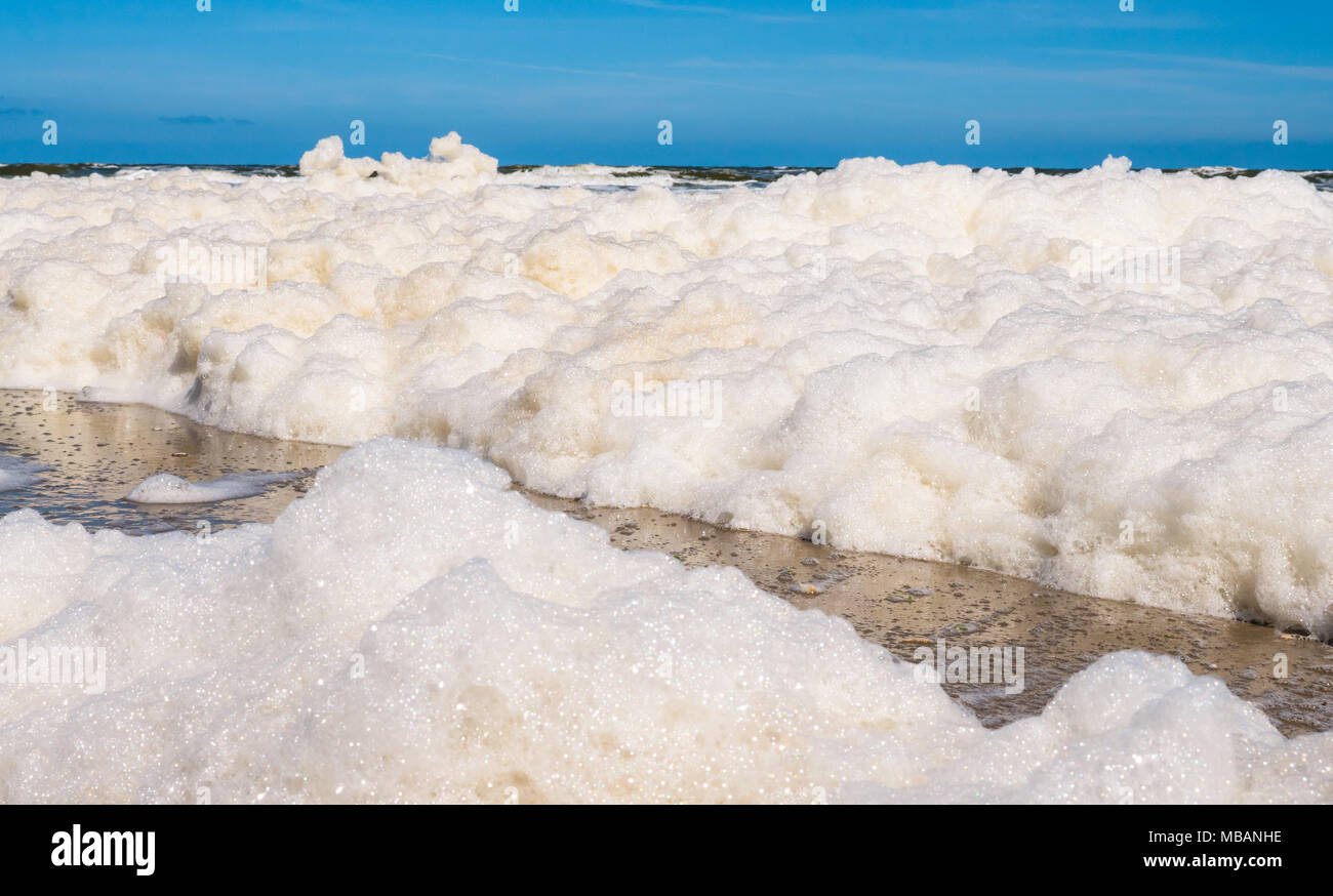 Foam algae along the Dutch coast Stock Photo - Alamy