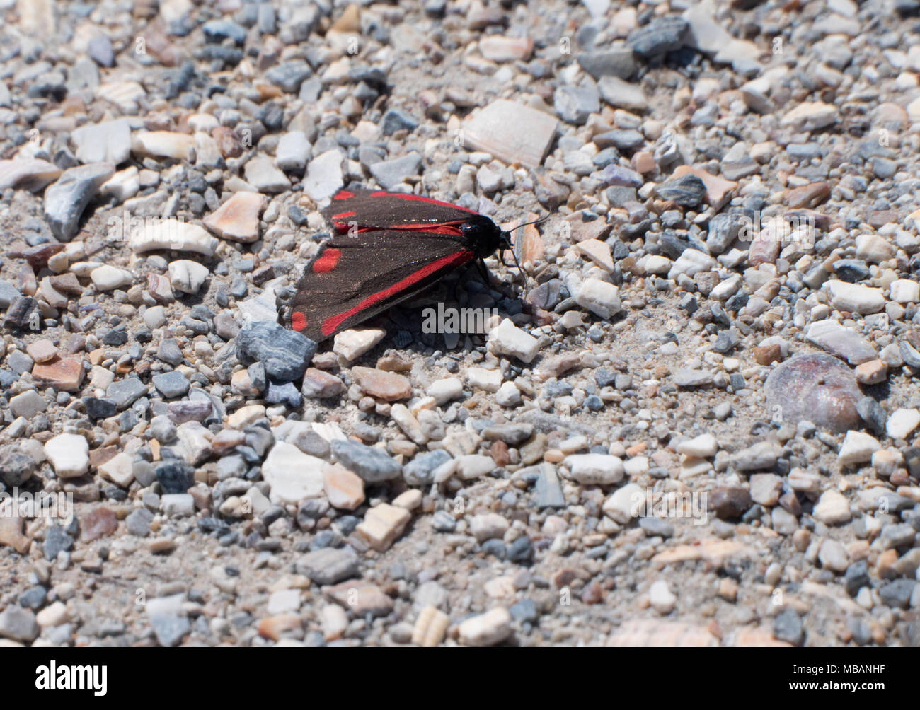 Resting moth hi-res stock photography and images - Alamy