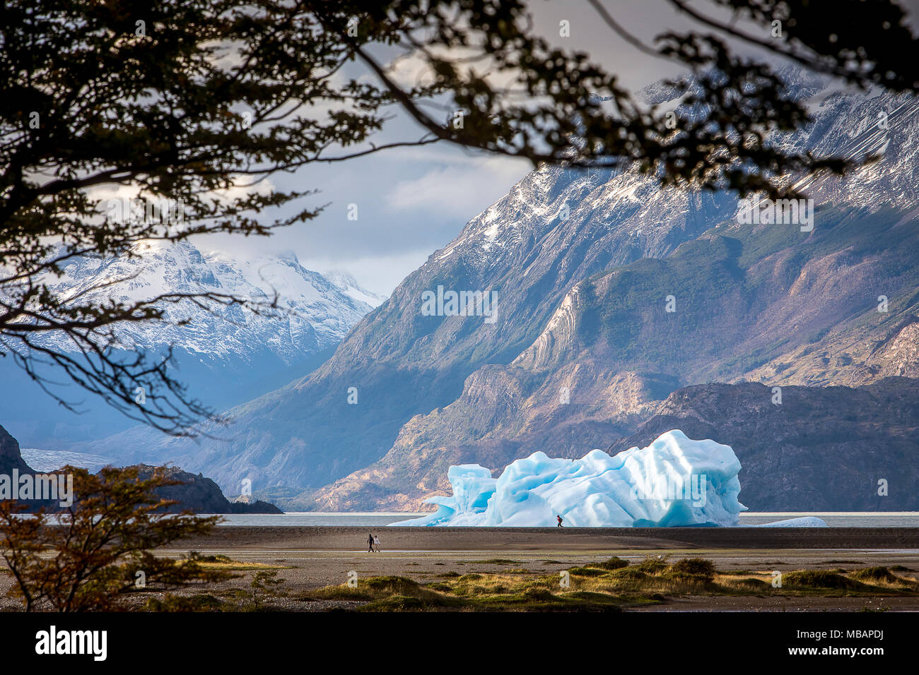 Grey Lake,panorama, iceberg detached from Grey Glacier, Torres del ...