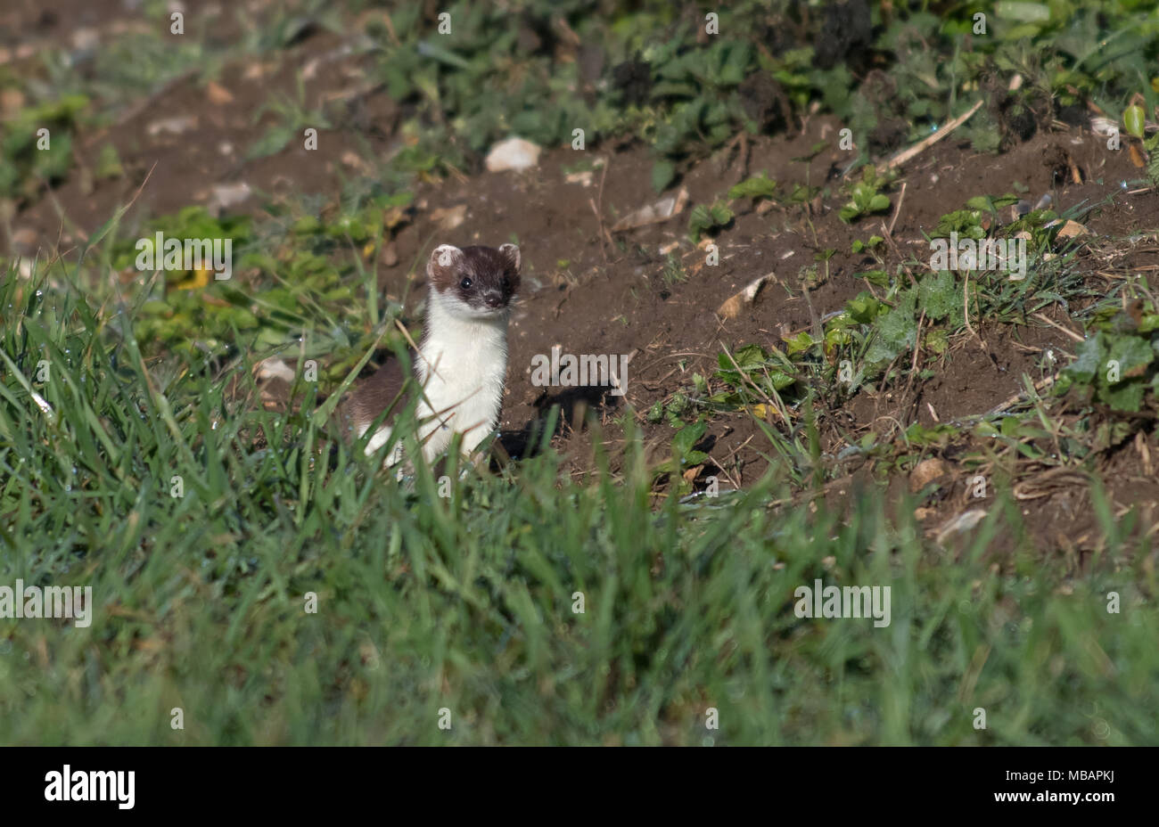 English stoat hi-res stock photography and images - Alamy