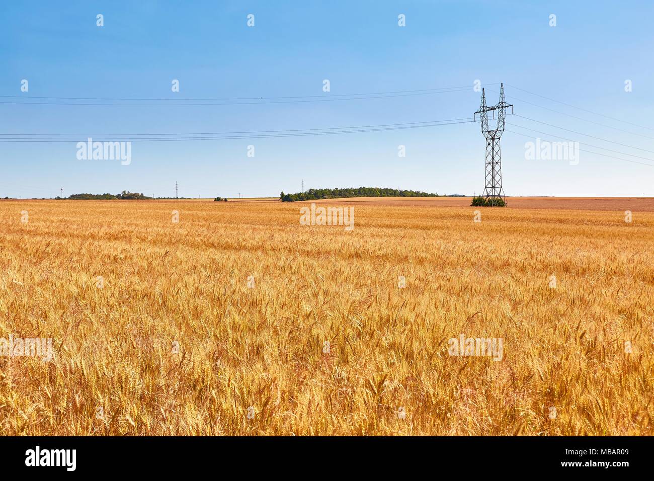 Wheat field detail Stock Photo - Alamy