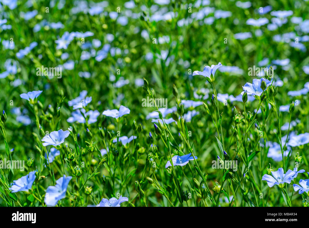 Flax field flower hi-res stock photography and images - Alamy