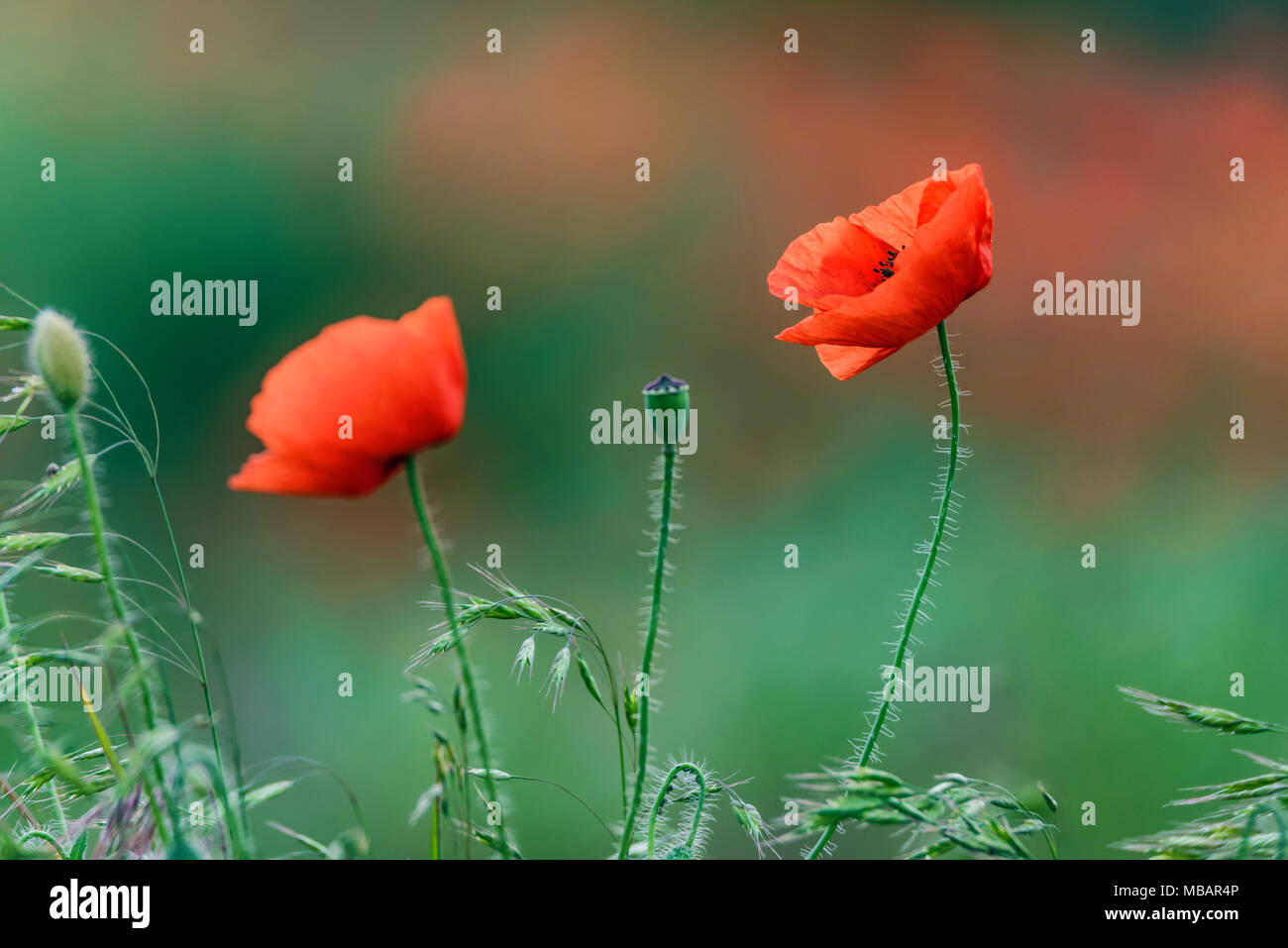 Two poppy flowers with poppy field background Stock Photo - Alamy