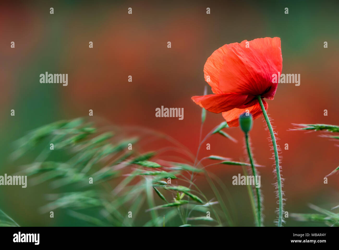 Single poppy flower with poppy field background Stock Photo - Alamy