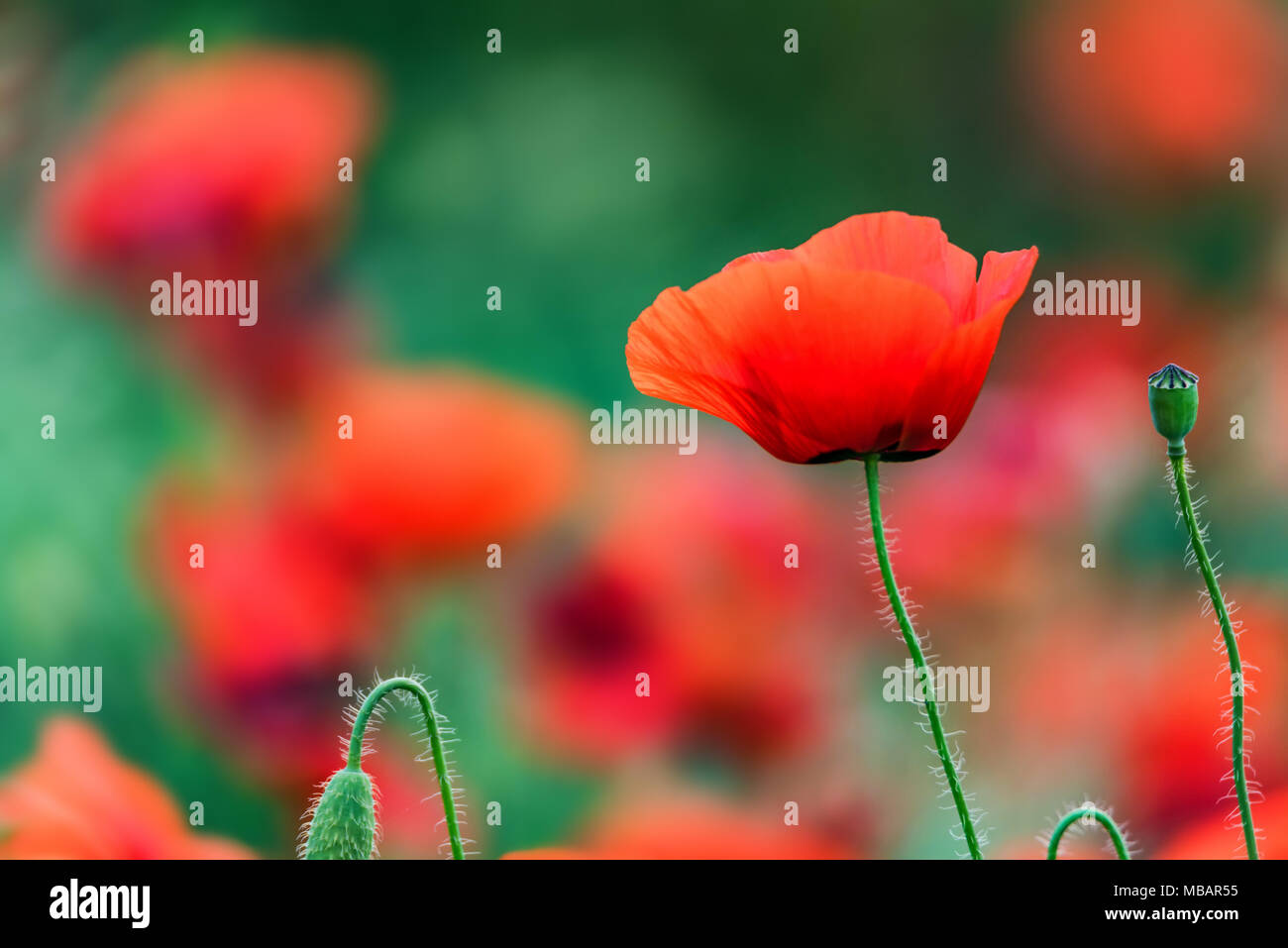 Single poppy flower with poppy field background Stock Photo - Alamy