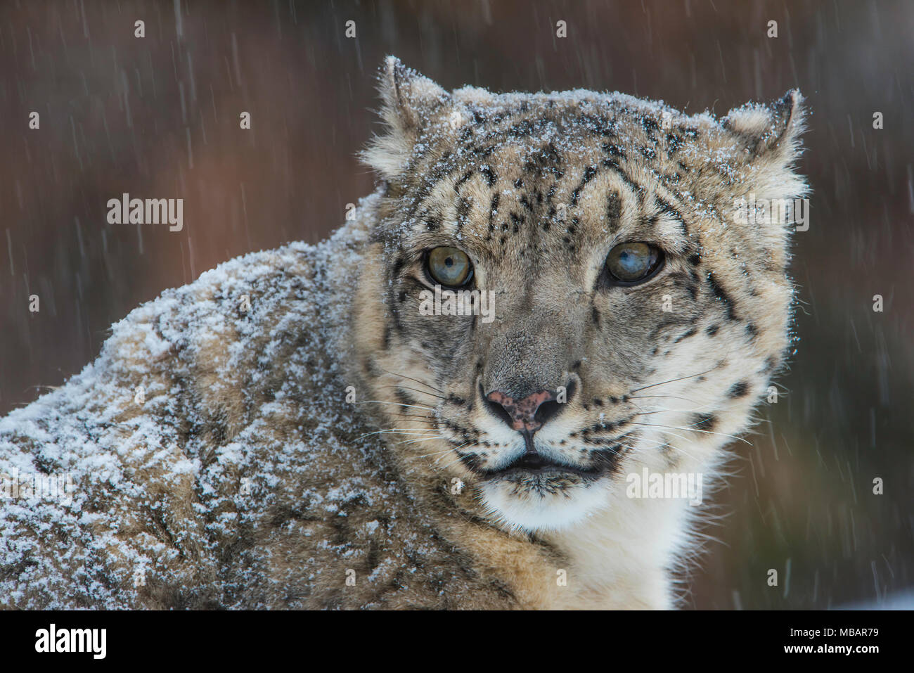 Snow leopard habitat hi-res stock photography and images - Alamy