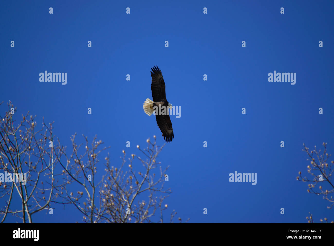 Adult Eagle flying with tree branches in picture Stock Photo - Alamy
