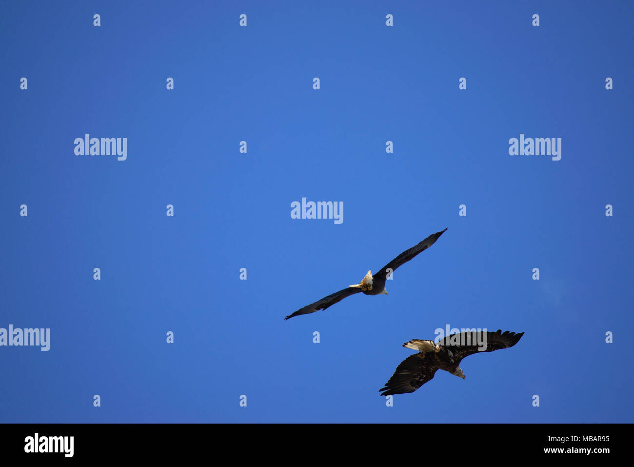 Adult Eagle chasing juvenile Stock Photo - Alamy