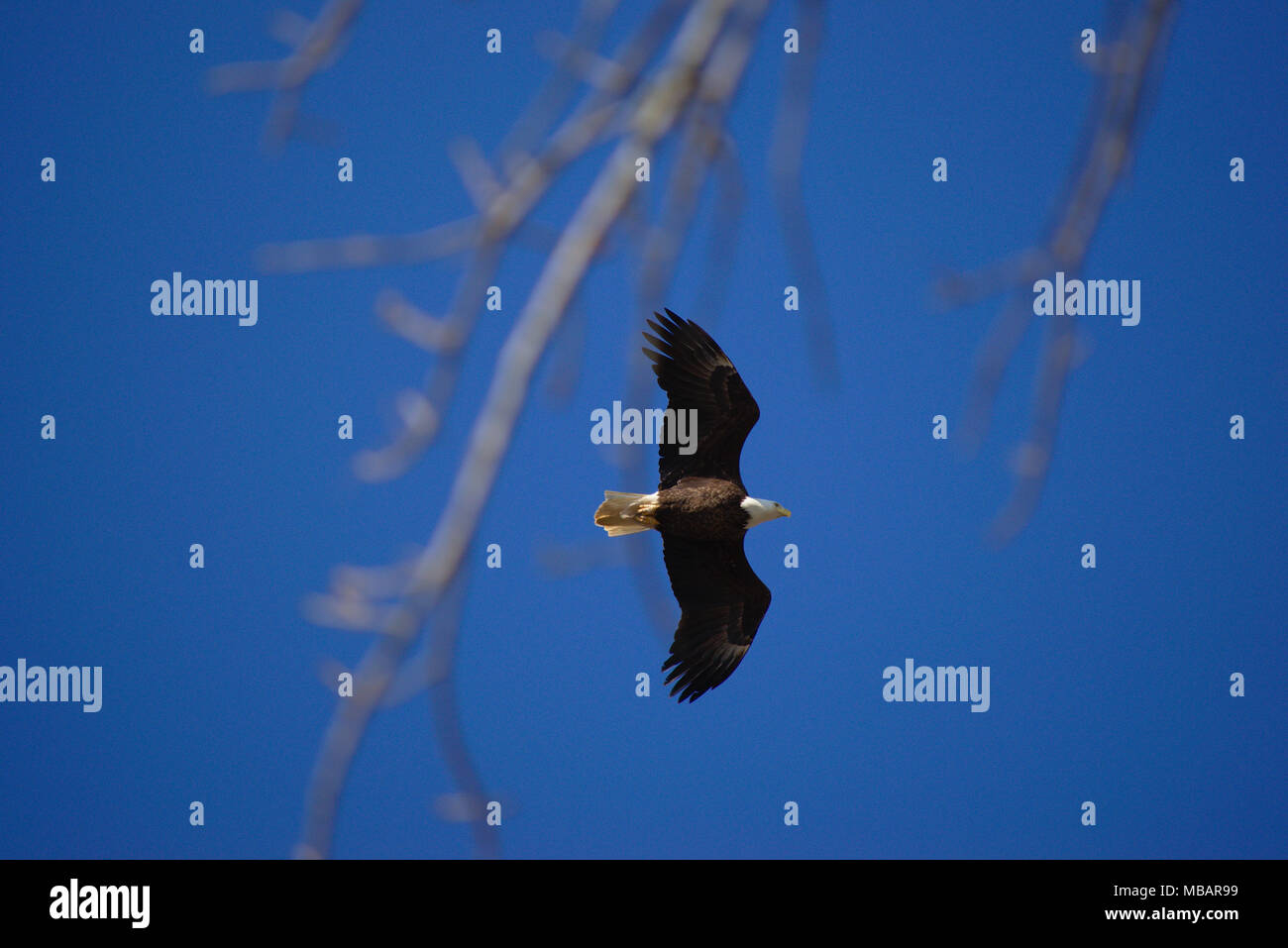 Adult Eagle flying with tree branches in picture Stock Photo - Alamy