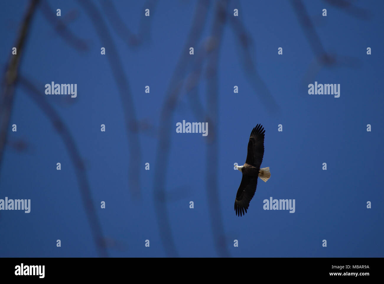 Adult Eagle flying with tree branches in picture Stock Photo - Alamy