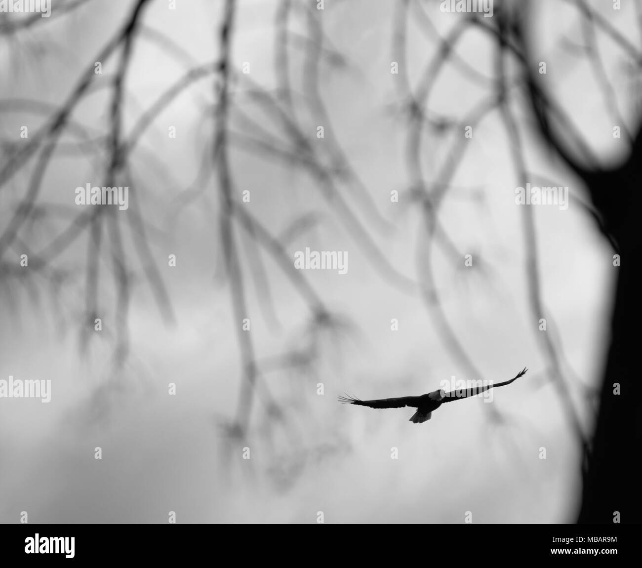 Adult Eagle flying with tree branches in picture Stock Photo - Alamy